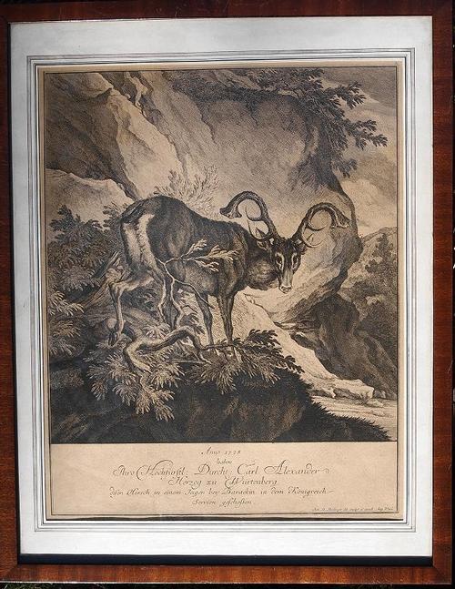 Johann Elias Ridinger - Gerahmter Kupferstich, Prachtvoller Hirsch kopen? Bied vanaf 280 ...