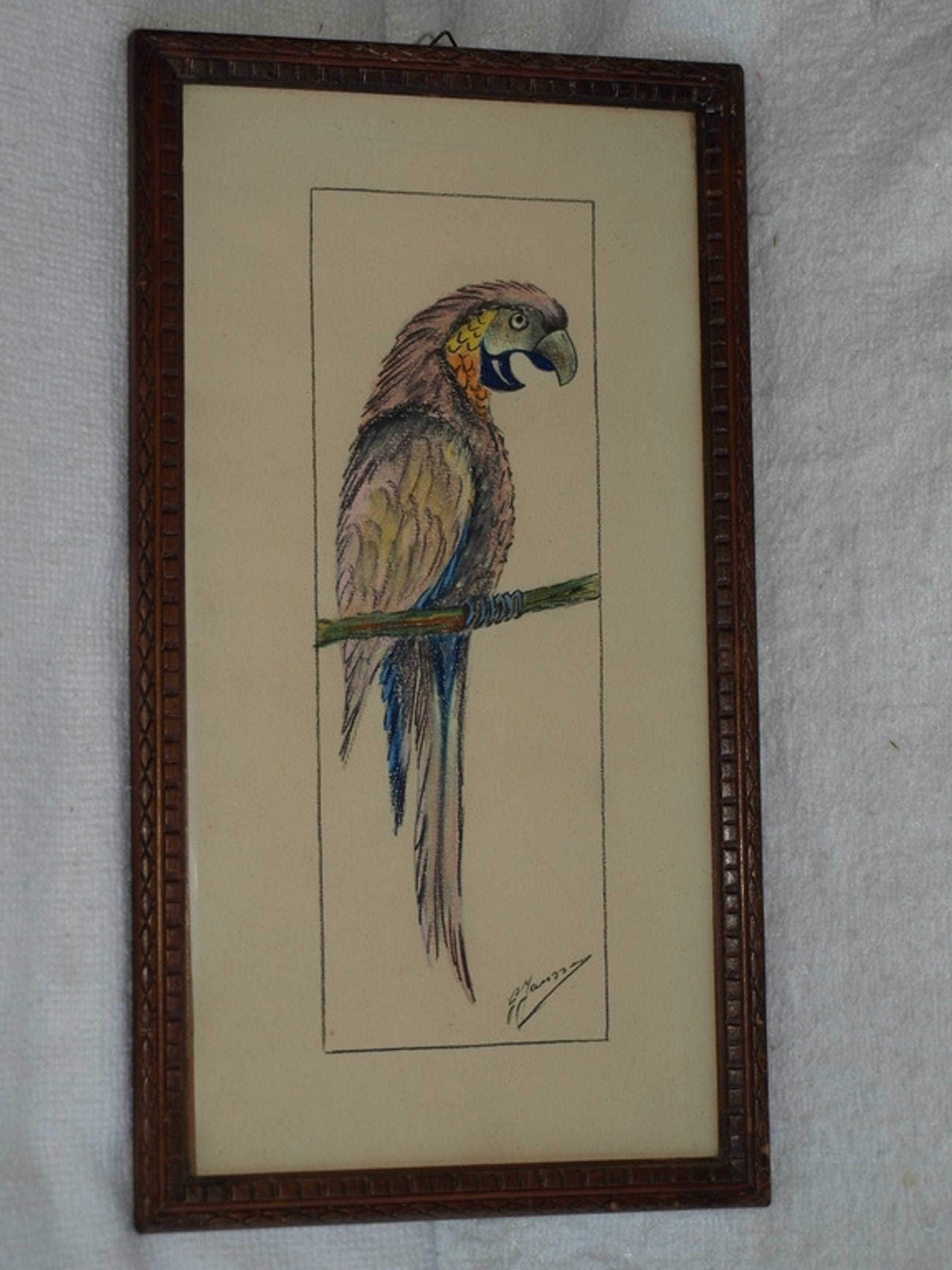 G. Janssen – Oude krijttekening – Roze Ara – Gesigneerd & ingelijst ...