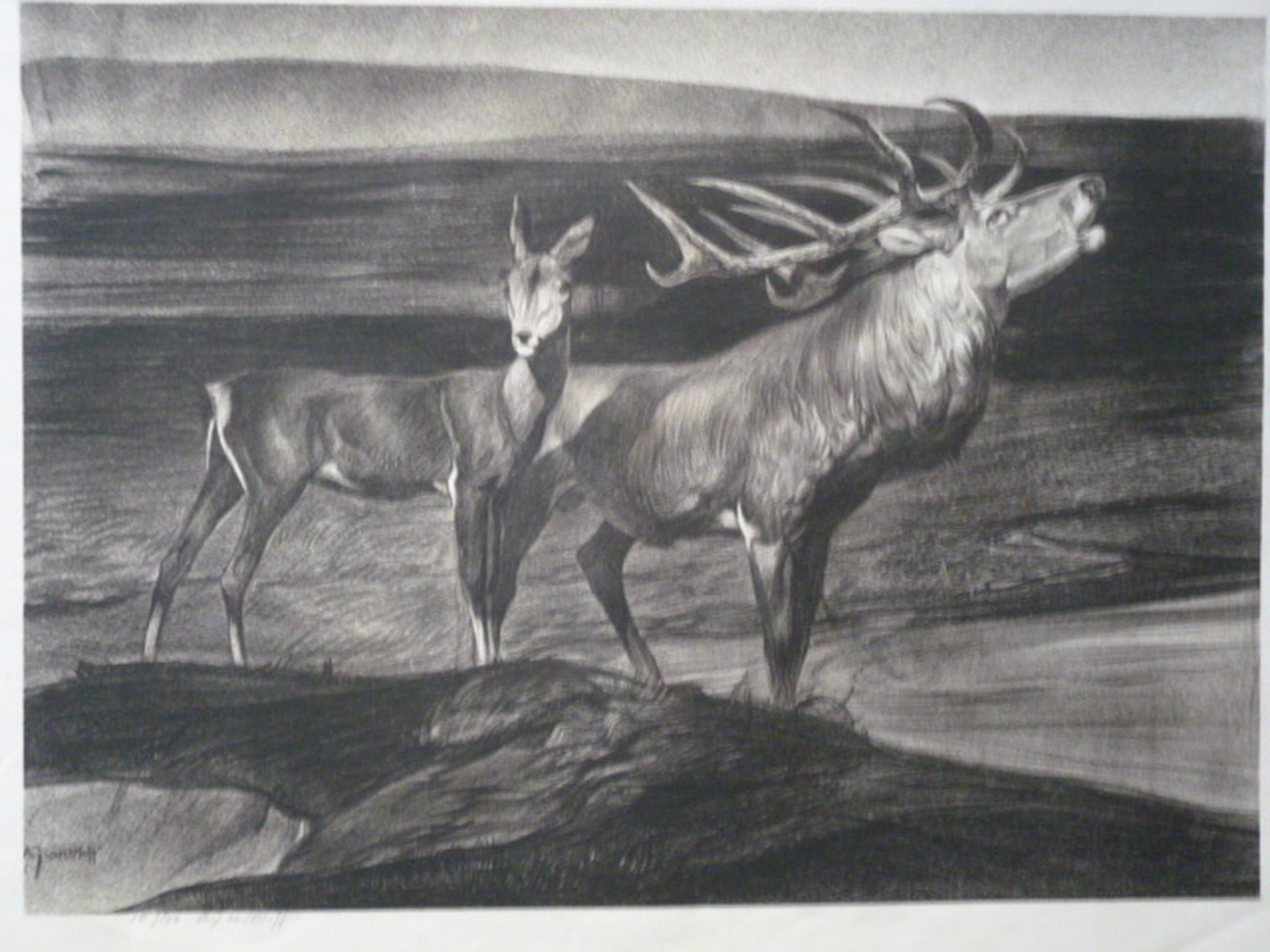 A.J. van 't Hoff - litho - Burlend hert met hinde Verkocht ...
