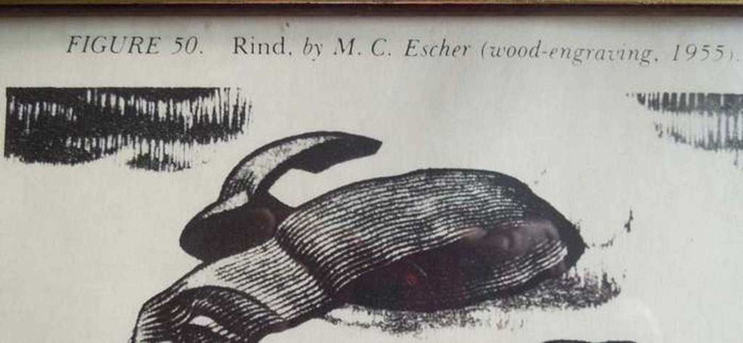 M.C. Escher - M.C. ESCHER (MAURITS, CORNELIS E.) "Figur 50. Rind ...
