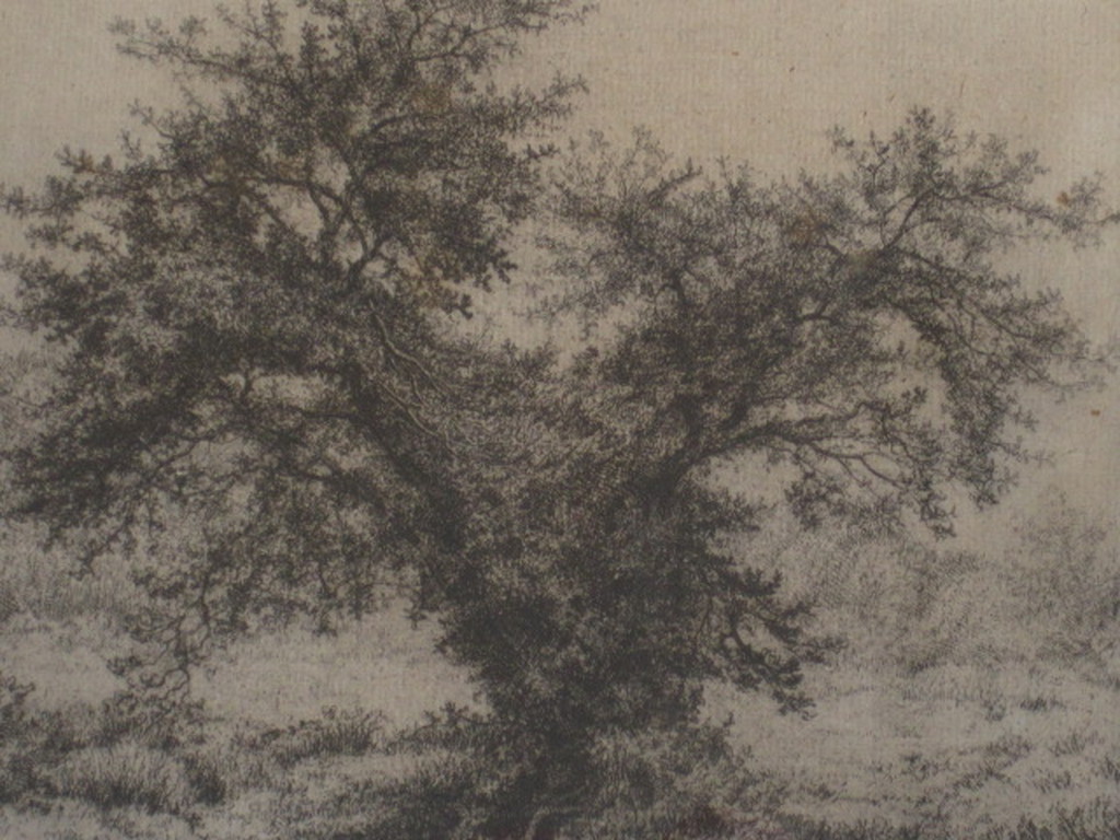 Originele J.C. Nachenius Ets "Duinlandschap met divi-divi boom ...