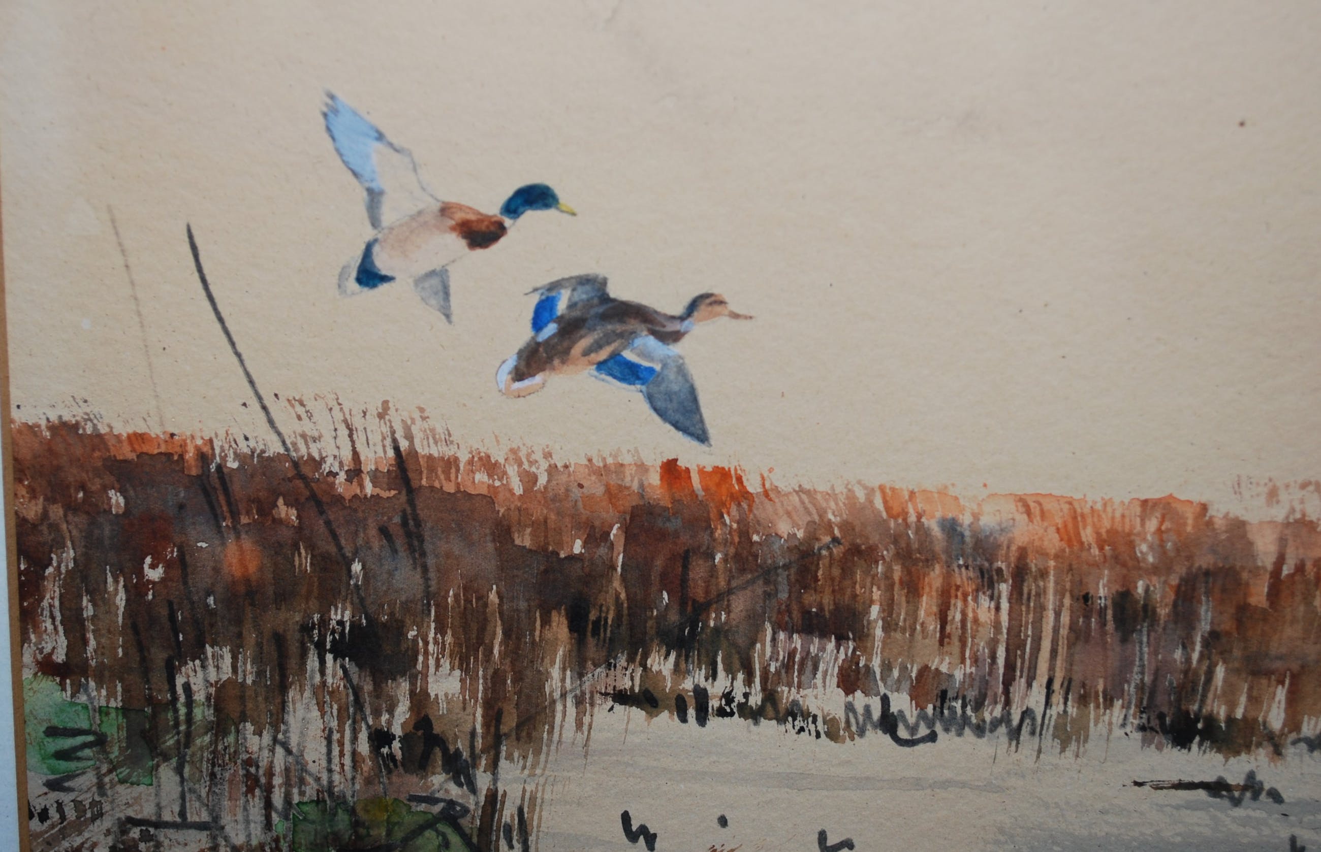 jo-schrijnder-eenden-boven-een-waterplas-prachtig-ingelijst