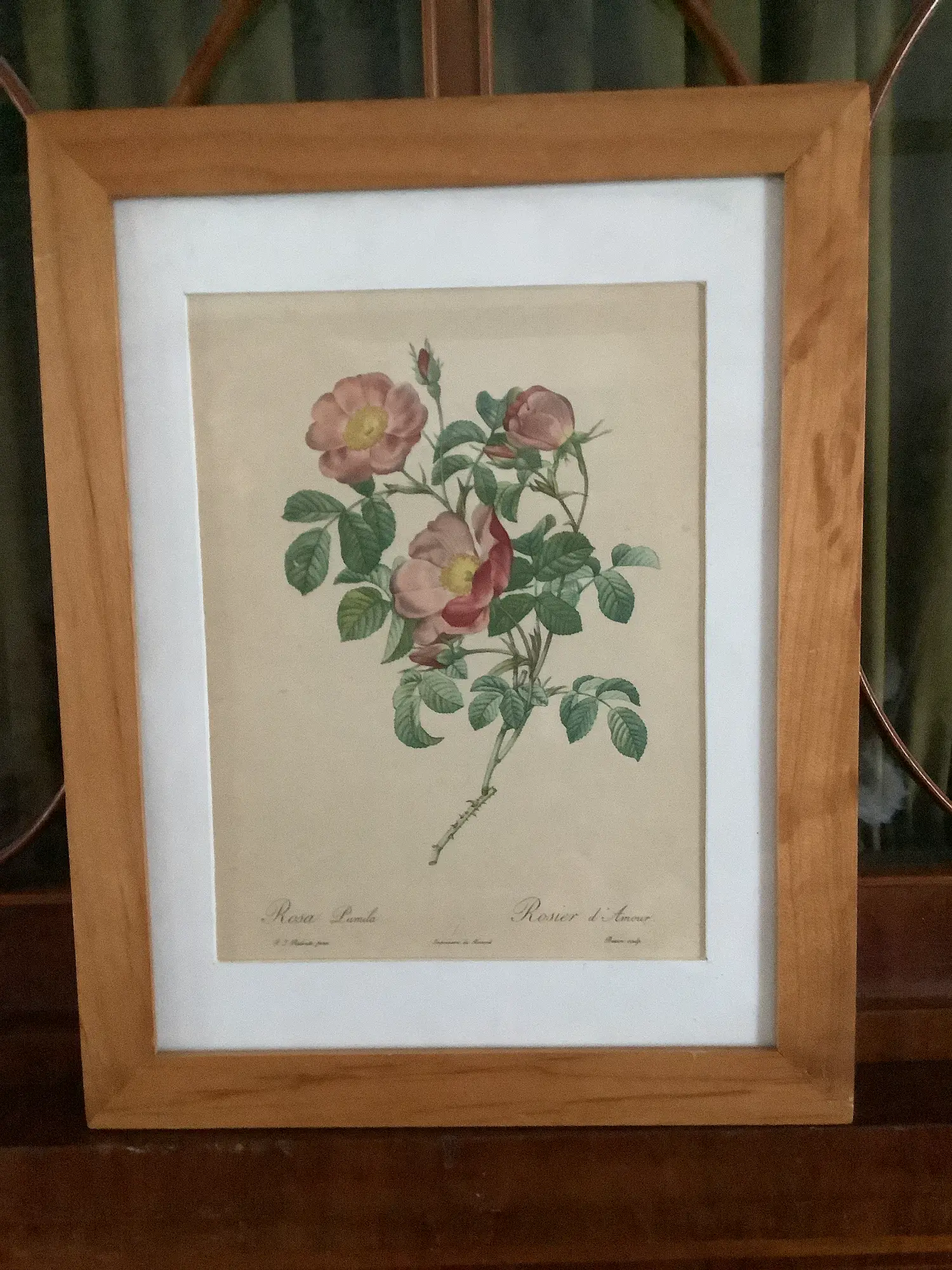 Kunst kopen van Pierre-Joseph Redoute? | Kunstveiling.nl