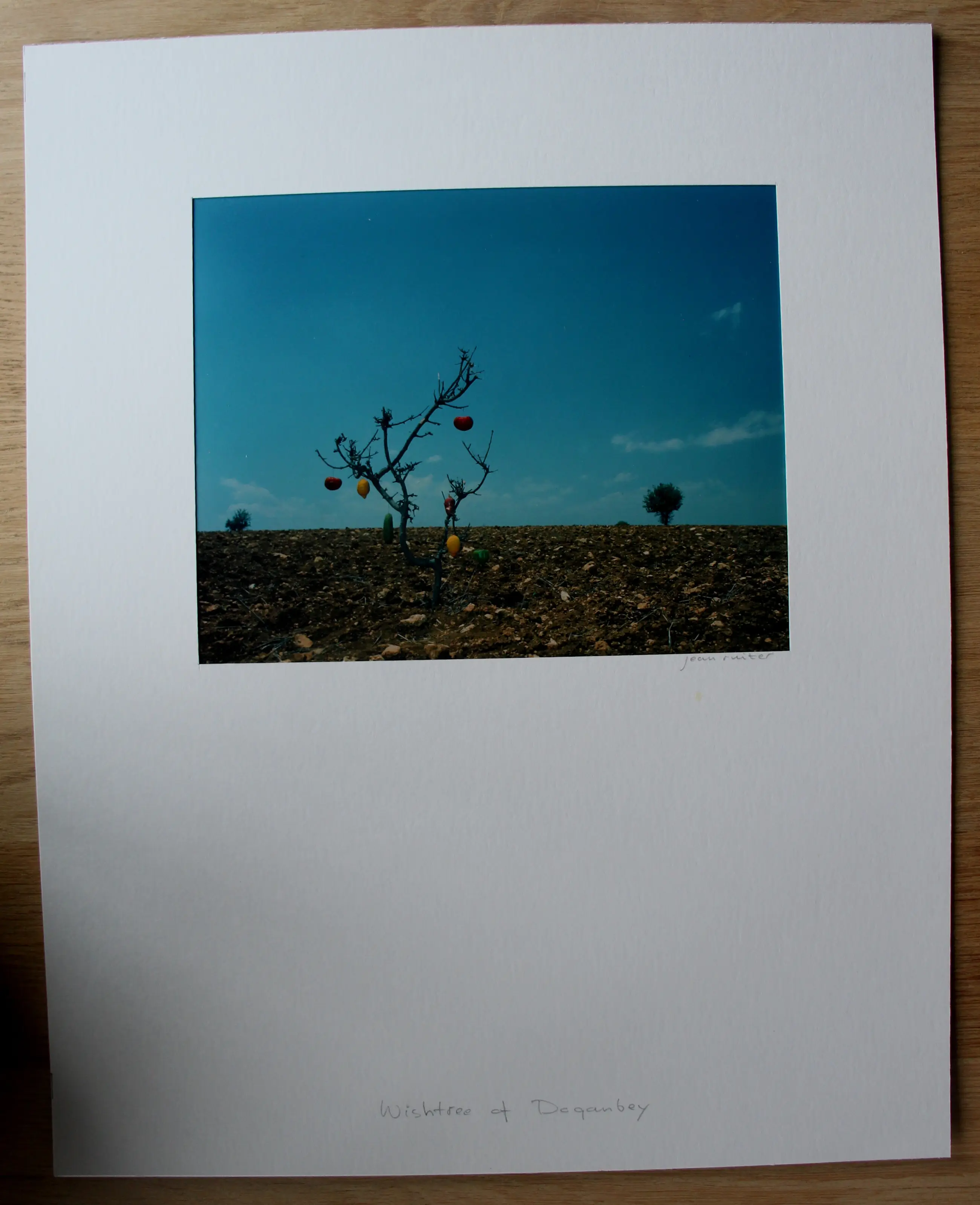 Jean Ruiter - C print: Wishtree of Doganbey Verkocht | Kunstveiling.nl